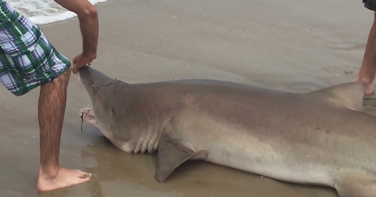 Outer Banks of North Carolina on alert after 2nd shark attack