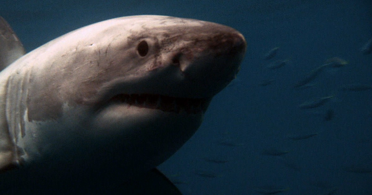 TV shark stunts aim to gobble up ratings