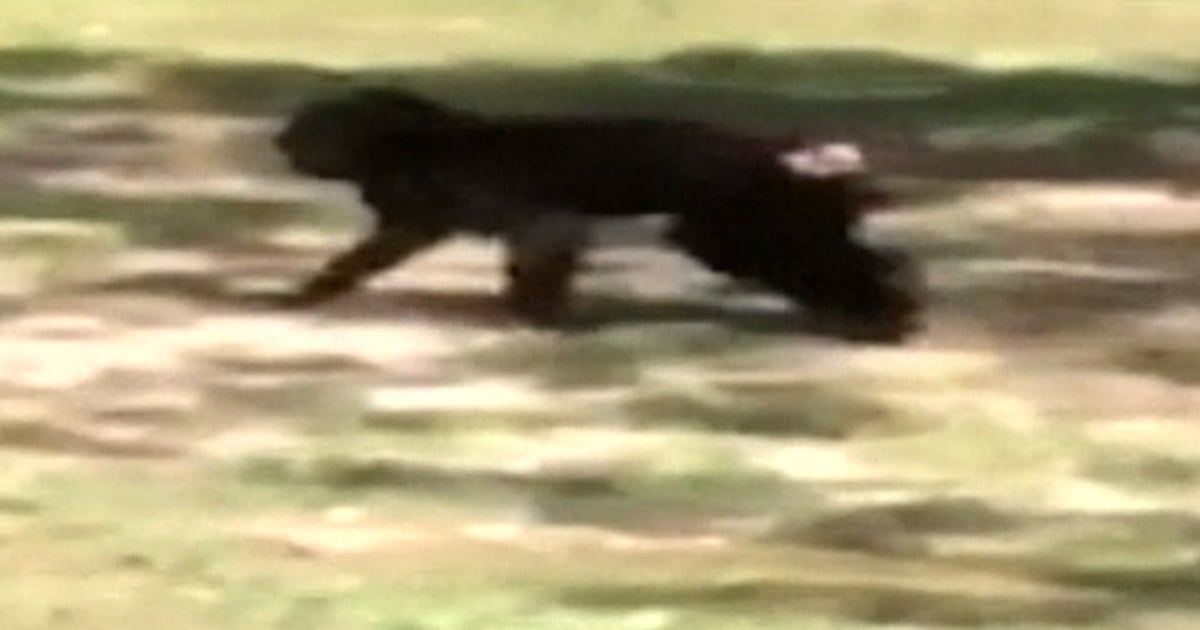 Runaway monkey still loose after escaping from Memphis Zoo