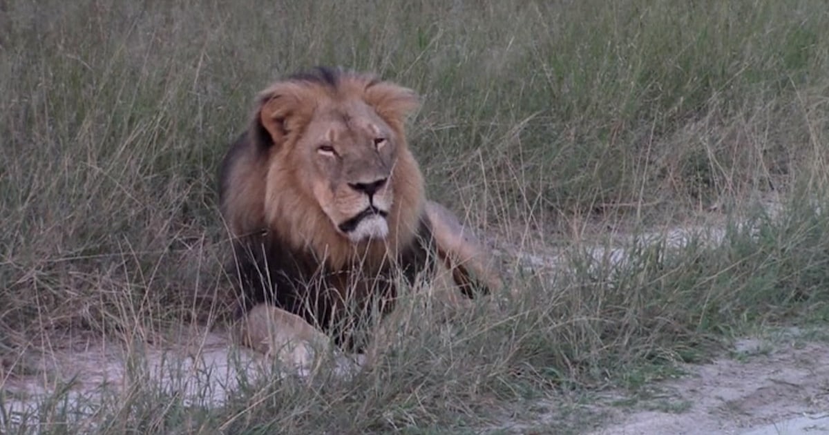 Killing of Cecil the Lion puts big game hunting into sharp focus