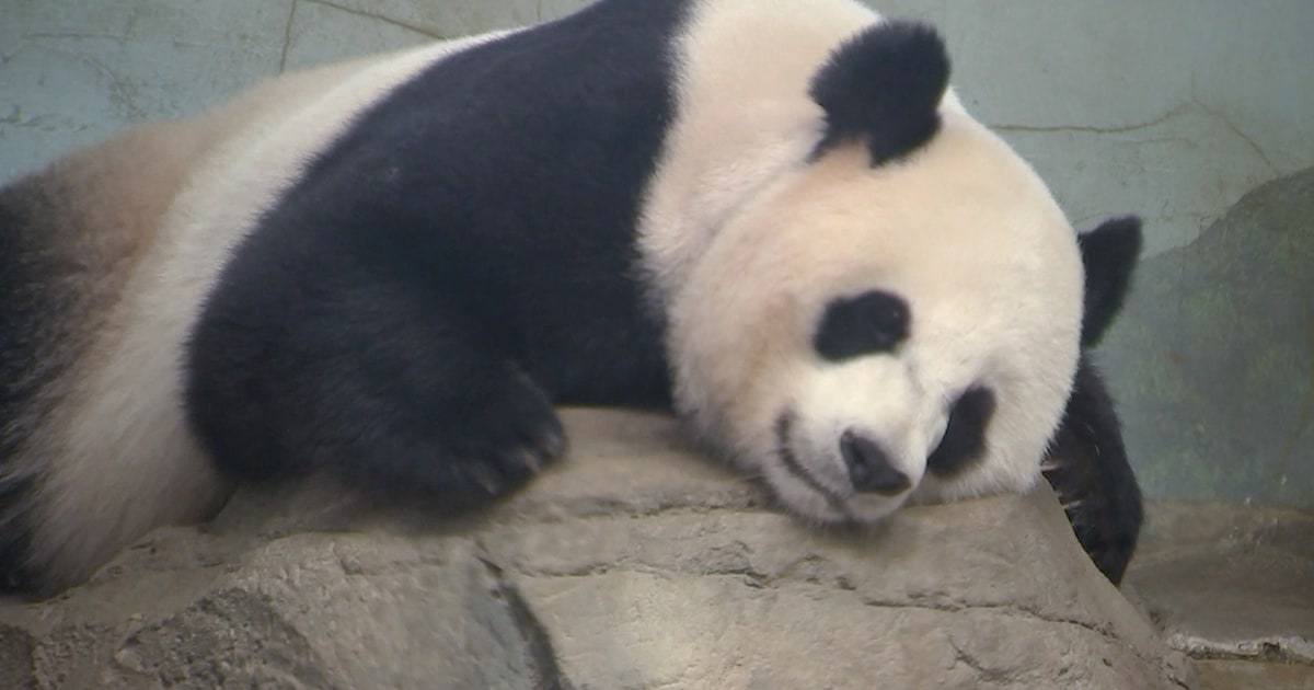 Panda watch! Pregnancy possible for giant panda at National Zoo