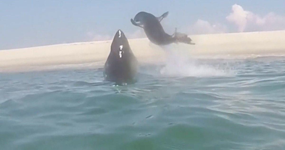 Watch: Slippery seal escapes leaping great white shark in midair