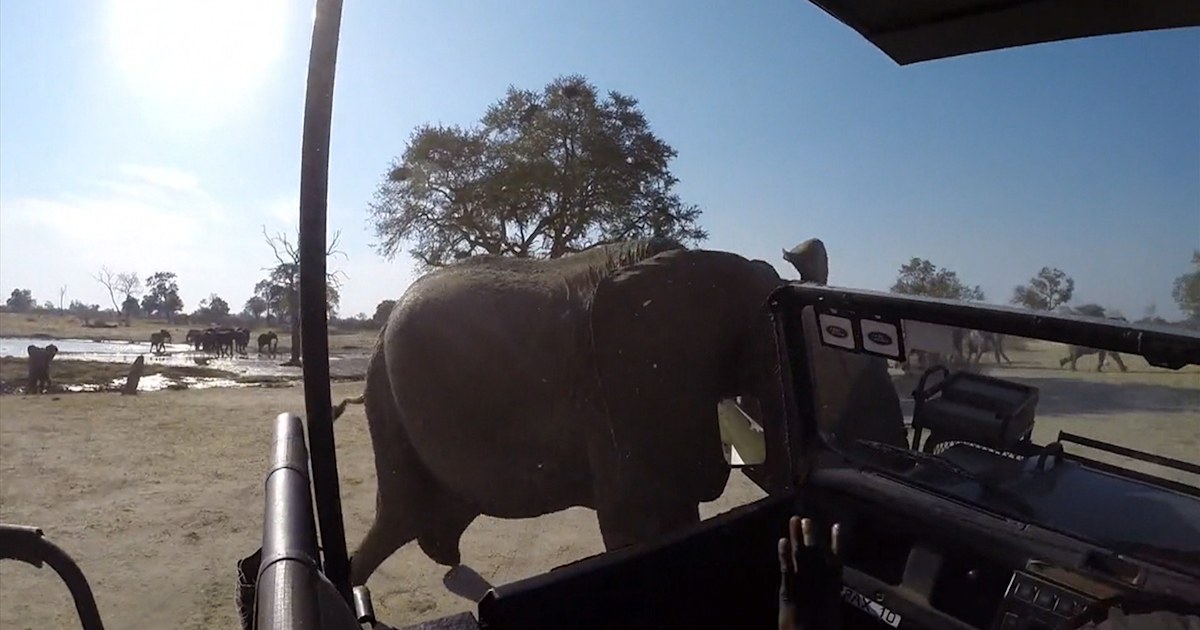 Incredible video shows elephant charging safari truck in Africa