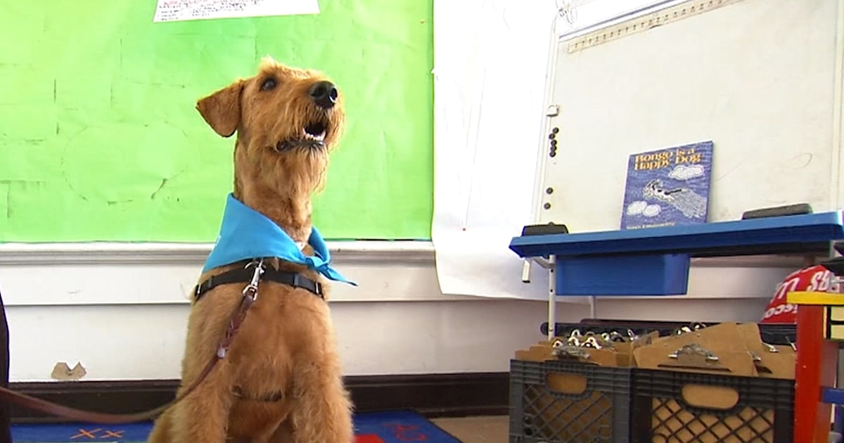 Sit, Stay, Read: Dogs helping kids learn how to read