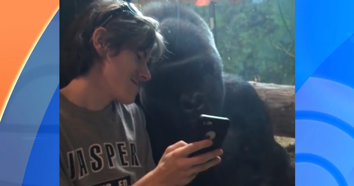 Gorilla captivated by photos of other gorillas on man’s phone