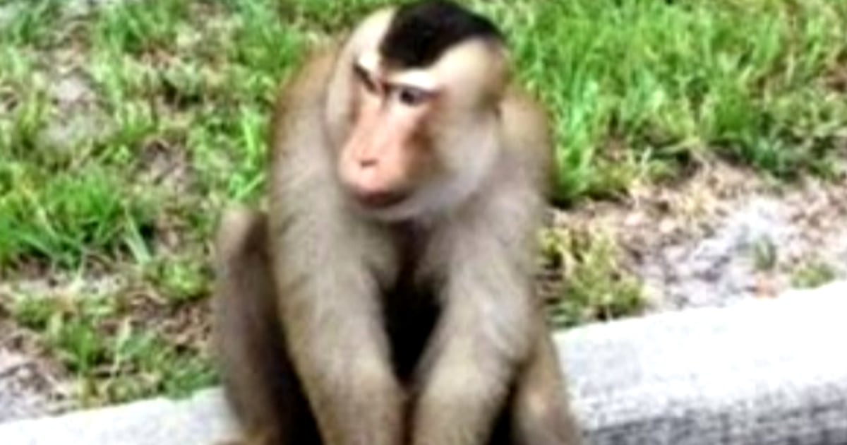 Police capture runaway monkey in Florida