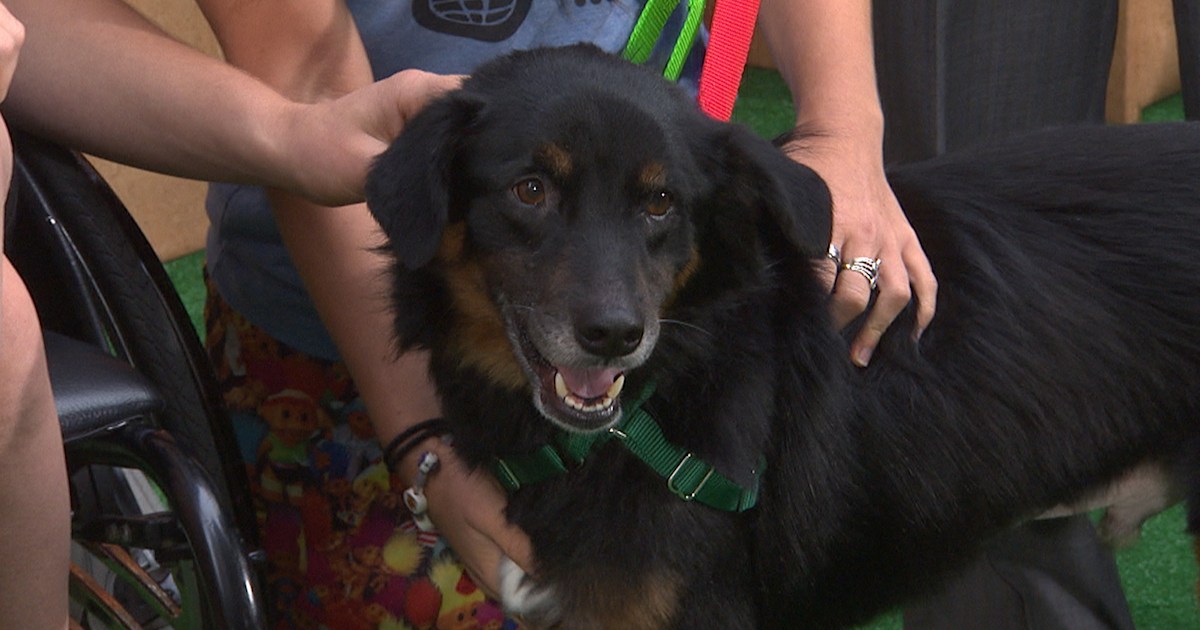 #MakeADogsDay: Meet 3 dogs who are ready for adoption