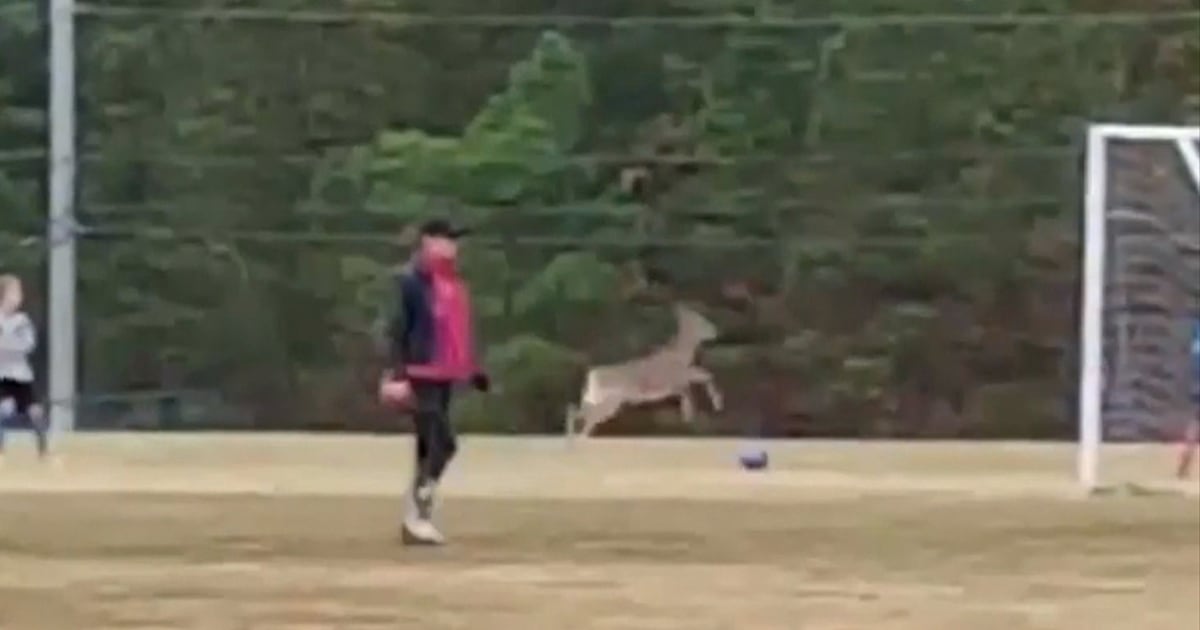 Watch: Deer runs on field, scores soccer goal during kids’ match