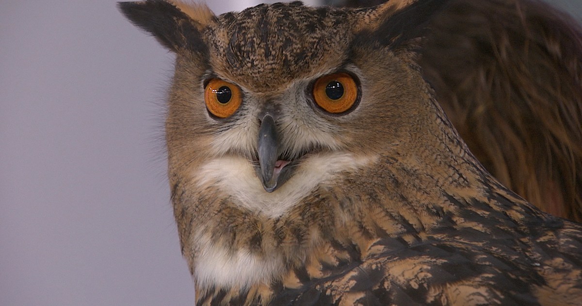 Wingin’ it! Meet the ‘spookiest’ owls around