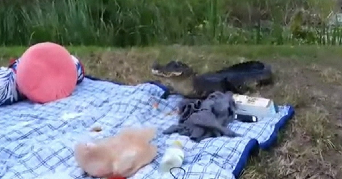 Watch: Uninvited alligator takes over a perfectly good picnic
