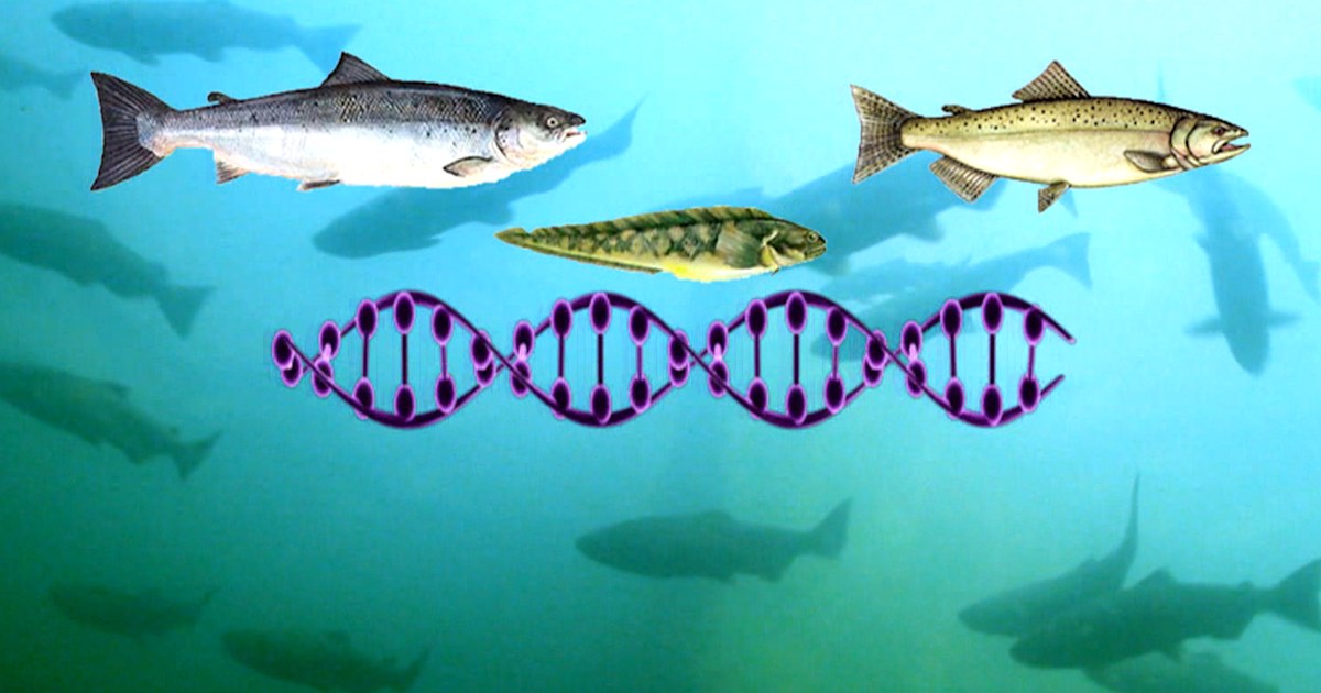 Genetically modified salmon approved by FDA