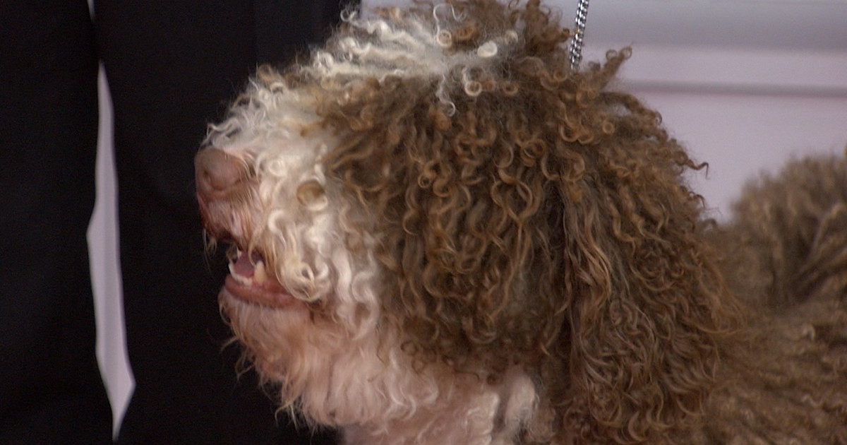 Top dogs: Meet the National Dog Show’s most unusual breeds