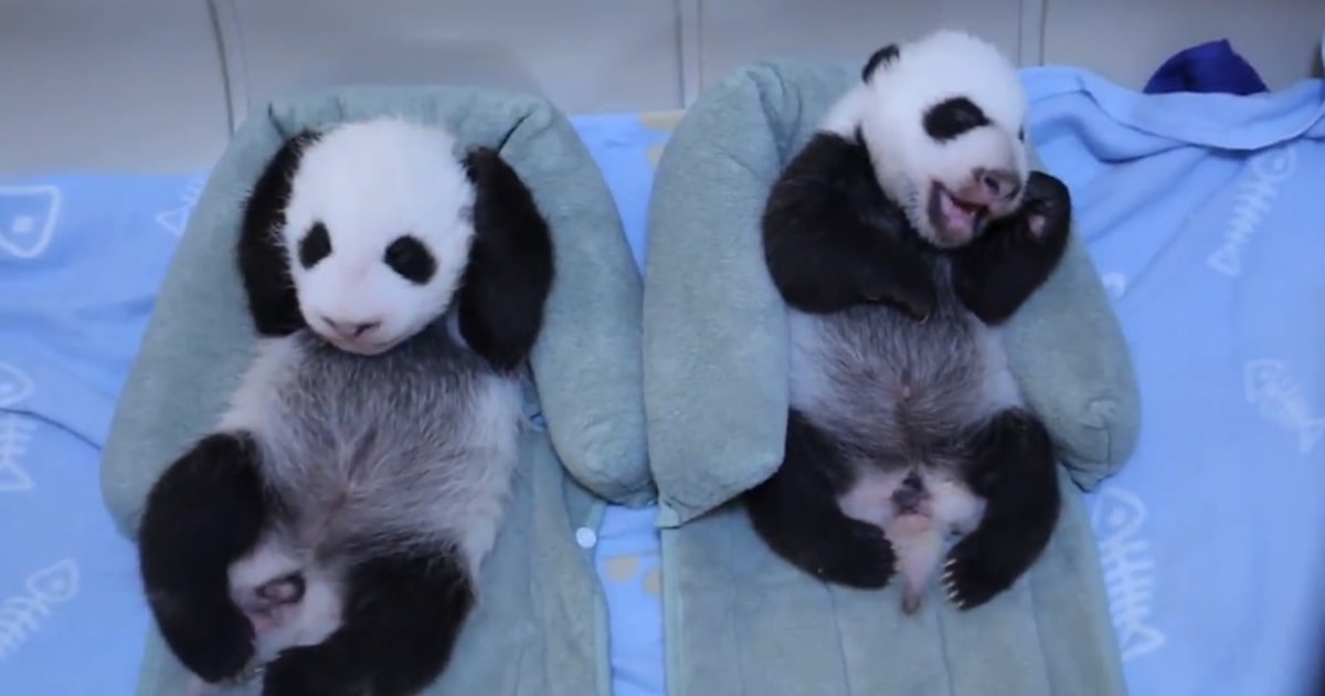 So cute! Canada’s twin giant panda cubs move to larger incubator