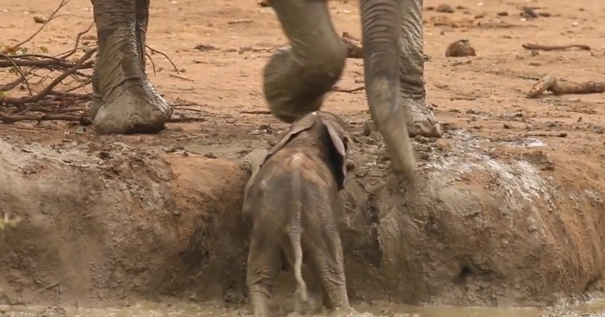 Tush push! Adorable video shows herd pulling elephant calf from the mud