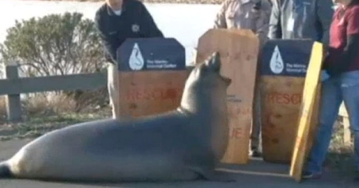 Watch: Seal blocks busy highway in Bay Area