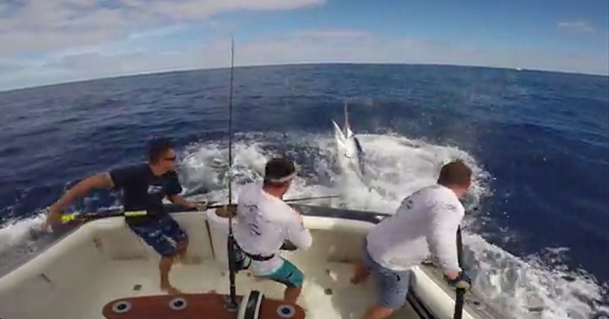 Caught on video: Marlin nearly impales fisherman