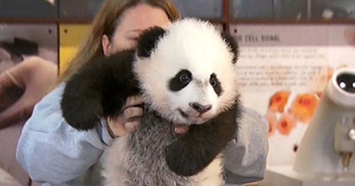 You can see Bei Bei the panda in person now!