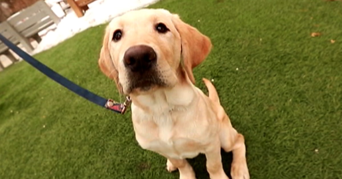 Watch the highlights of Wrangler’s guide dog training