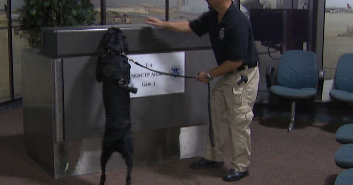 Dog named for 9/11 victim becomes TSA bomb-sniffer