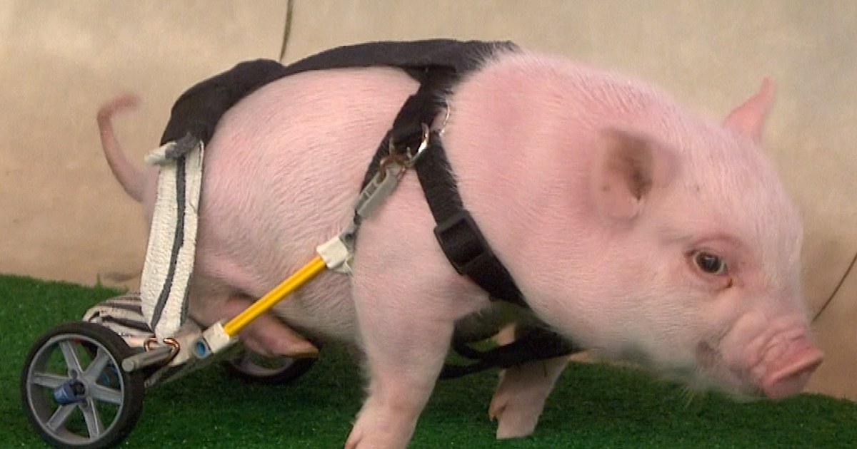 Famous pig rolls his way around Studio 1A
