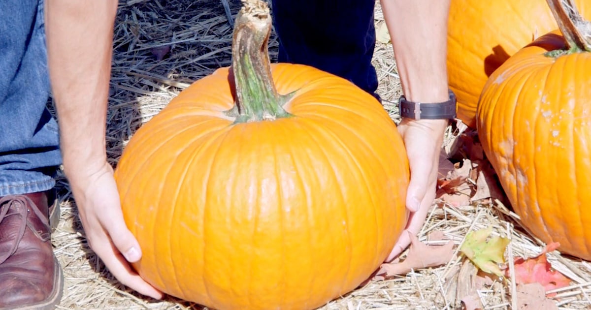 How to pick the perfect pumpkin