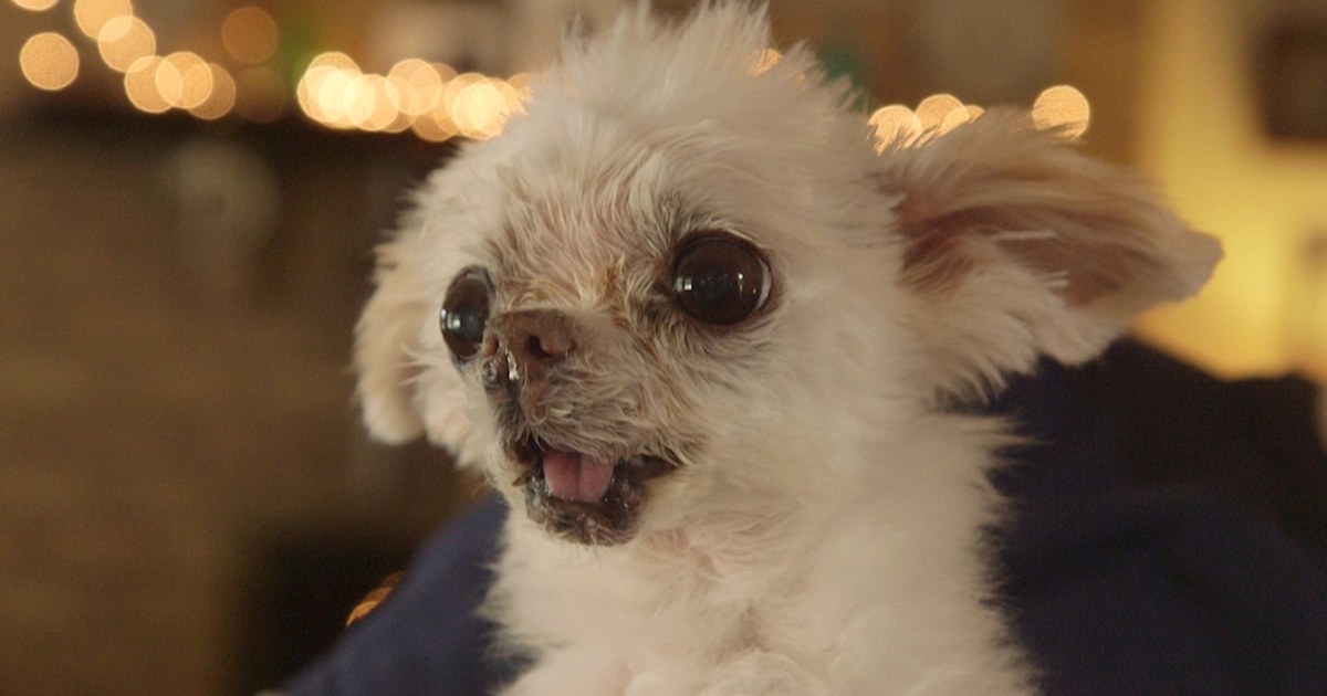 Where dogs can live their last days with love