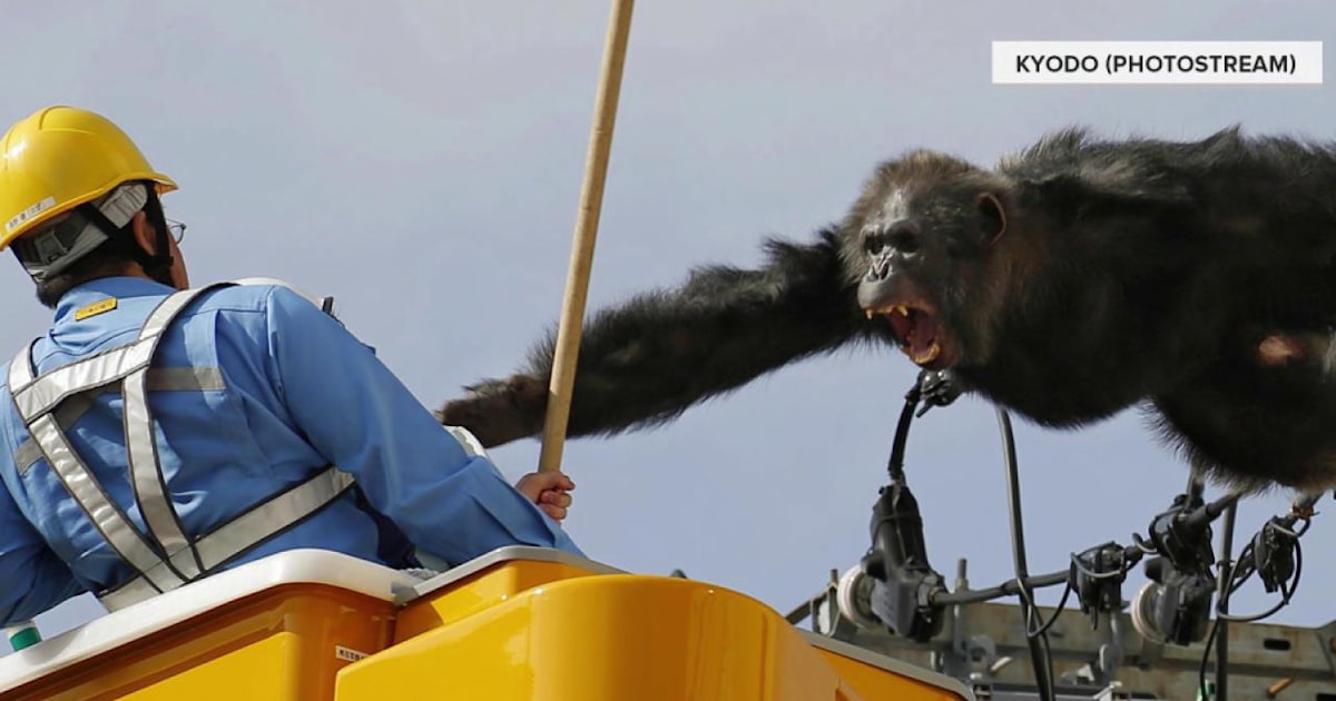 Chacha the chimp’s intense escape attempt and capture transfixes Japan