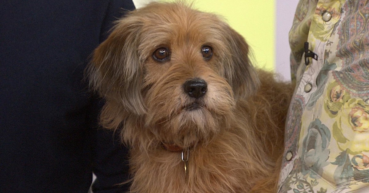 Meet Benji 2.0: Will he follow in his predecessors' paw prints?