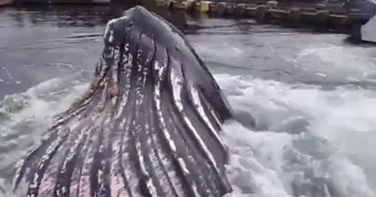 Whale of a catch! Humpback caught on camera in marina
