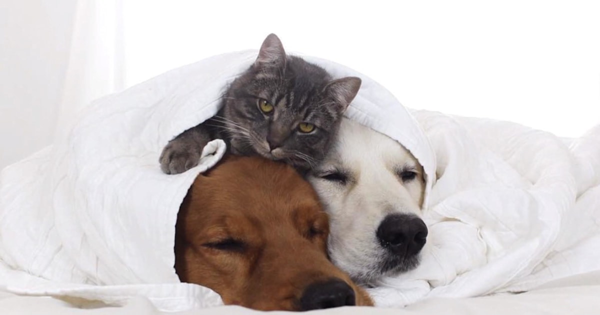 Watch these dogs and cat snuggle up for their nap