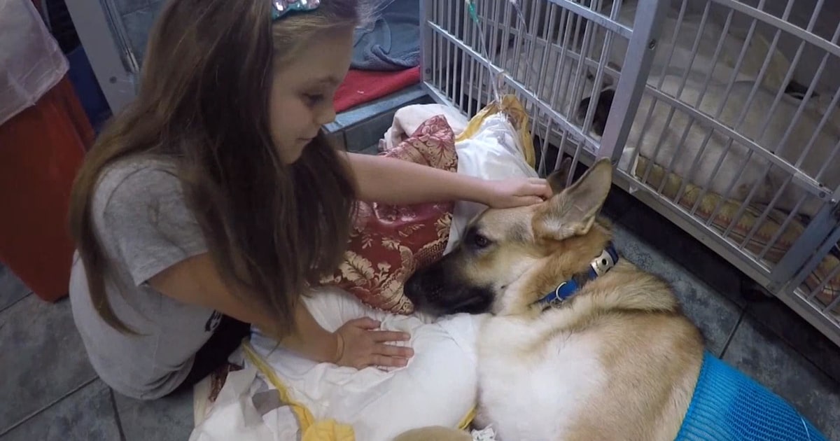 Dog saves 7-year-old from rattlesnake