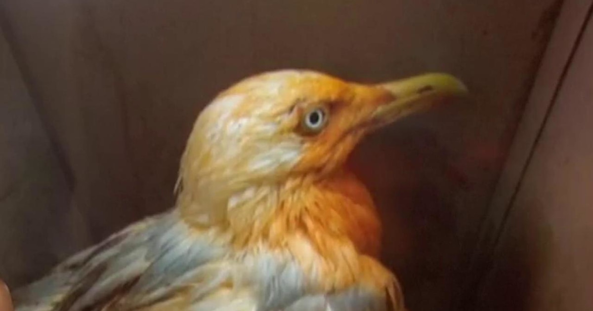Seagull turns orange after falling into vat of food