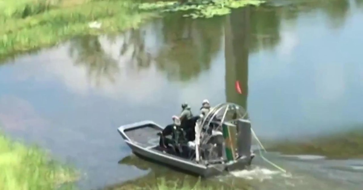 Alligator that killed Lane Graves at Disney ‘likely’ captured ...