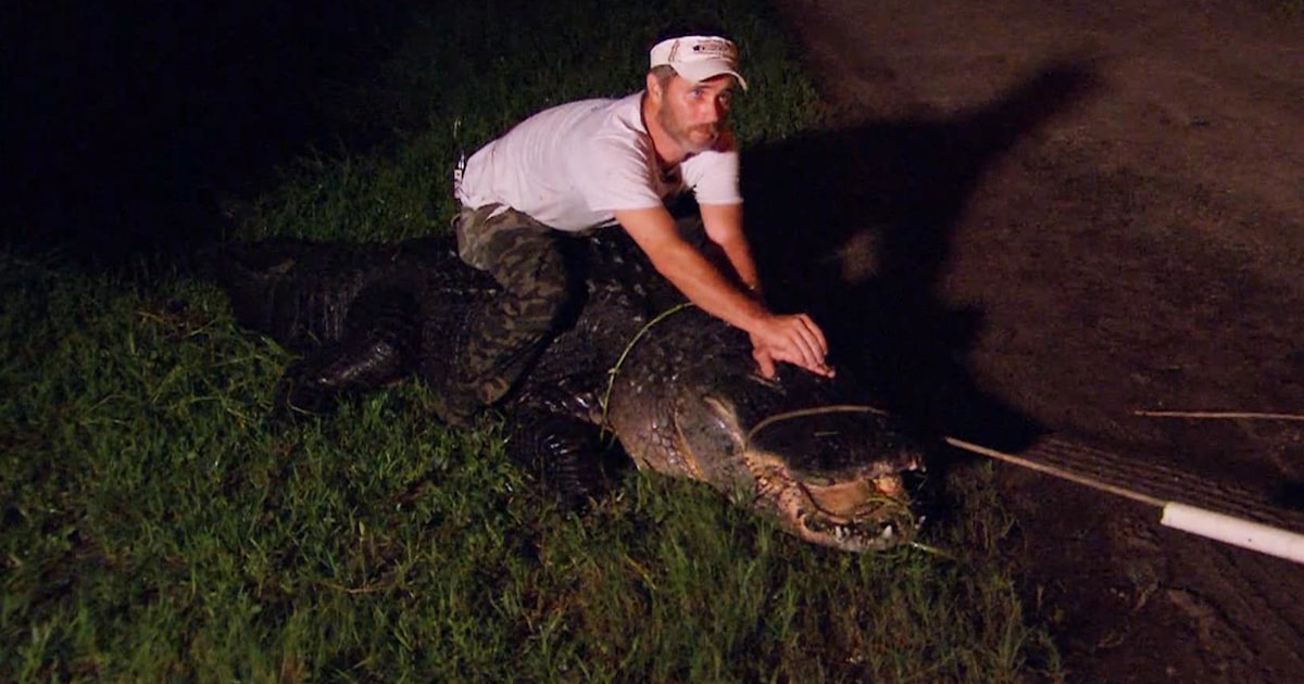 Here’s how trappers in Florida are capturing dangerous alligators