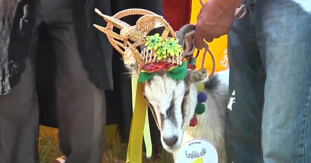 This goat just won a major beauty contest