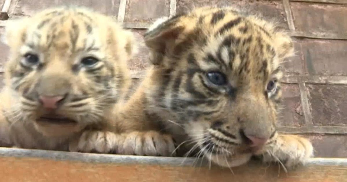 Little kids have a wild time with cute baby tigers