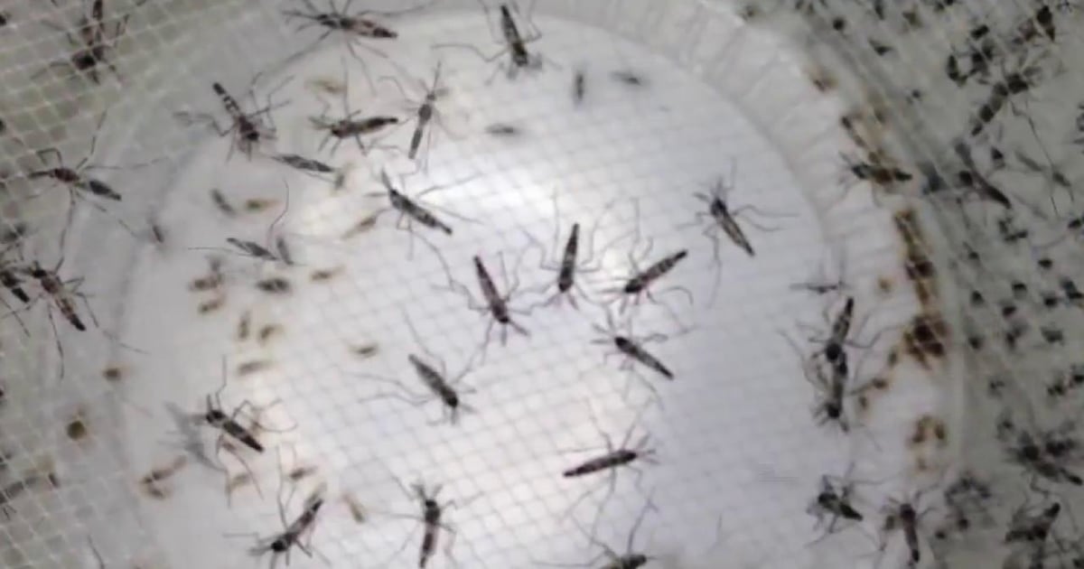 Non-travel Zika in Florida? Officials are investigating