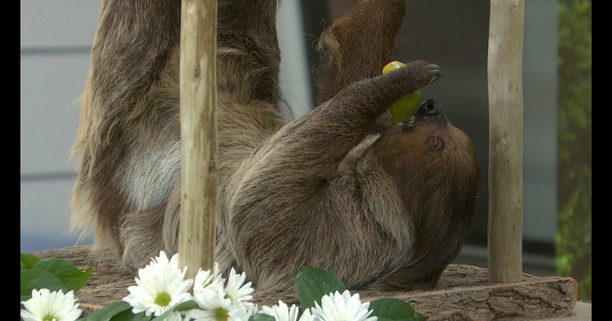 Like ‘Zootopia,’ ‘Madagascar’? Meet the real-life animals