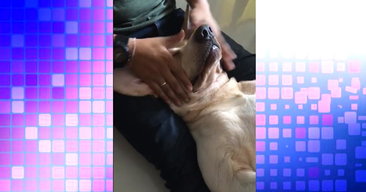 Watch this dog’s stress melt away as he gets a massage