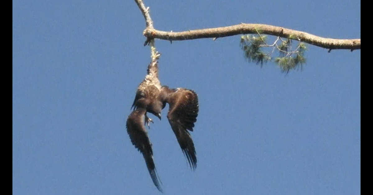 Veteran saves bald eagle – with his gun