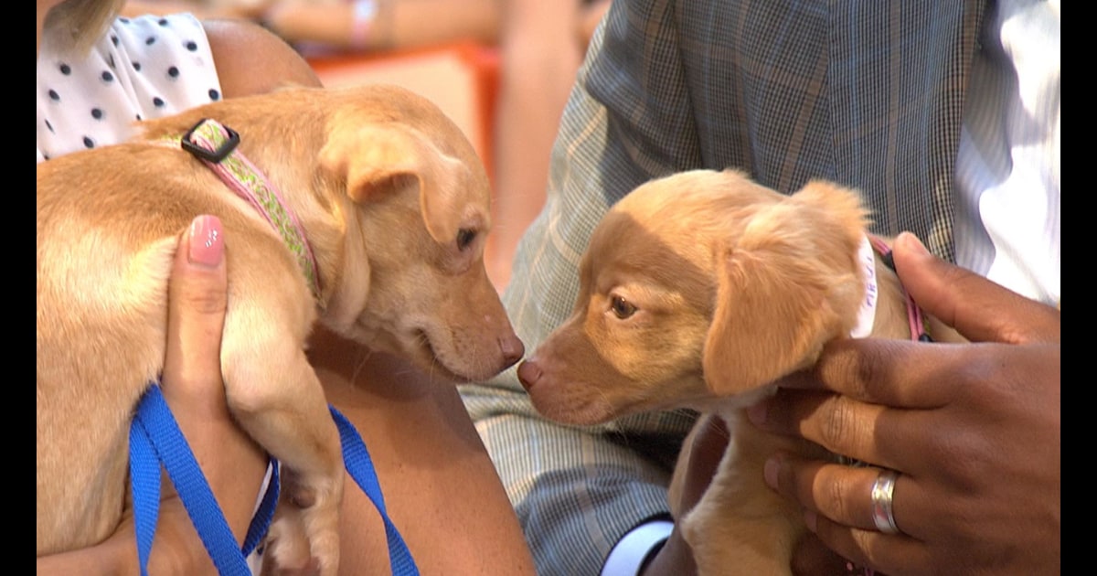 Meet puppies up for adoption during ‘Clear the Shelters’ event