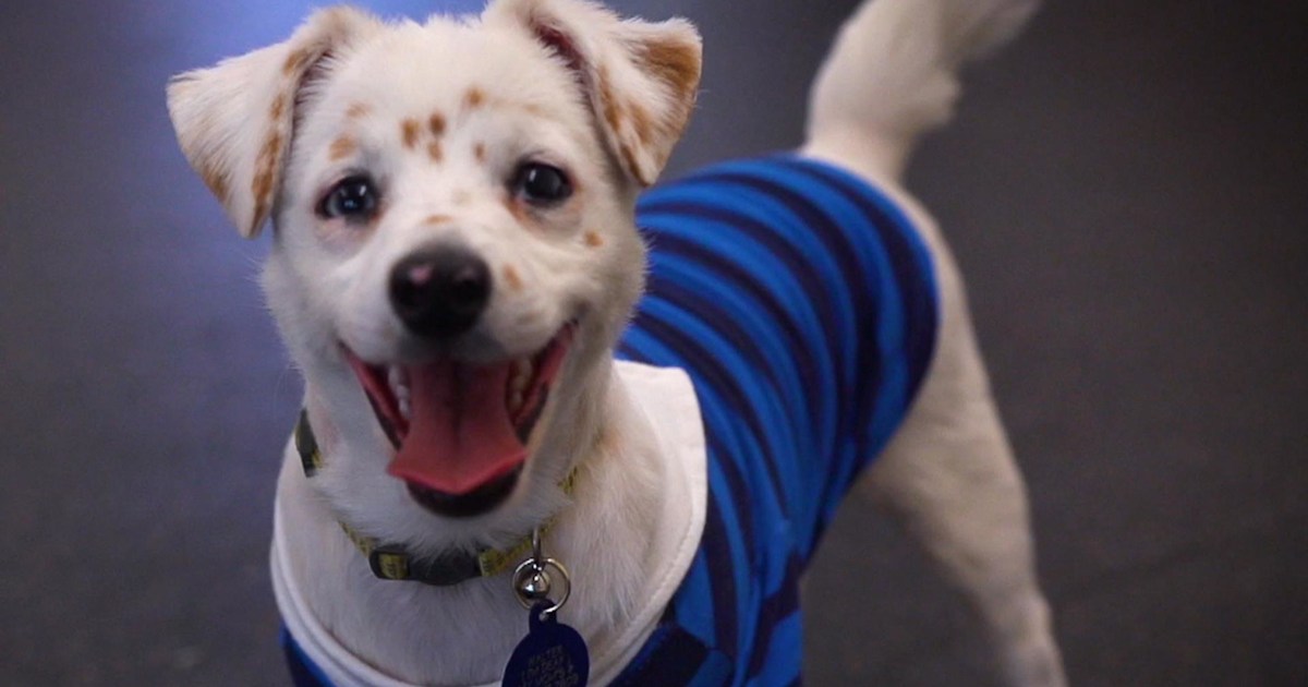 Girl who is deaf finds 'best friend' in deaf puppy