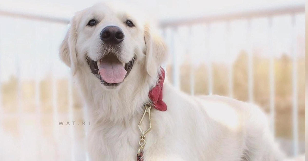 See this dog’s adorable trick – a trust fall!