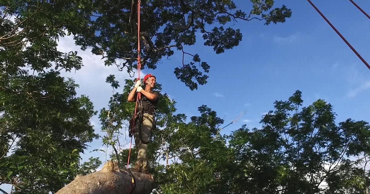 TODAY takes you up a 180-foot tree in the Amazon
