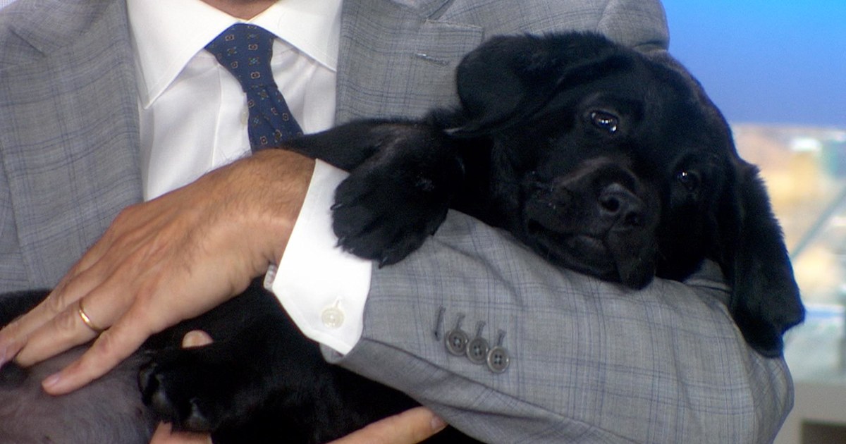 Speak (carefully)! Dogs understand your words, new research suggests