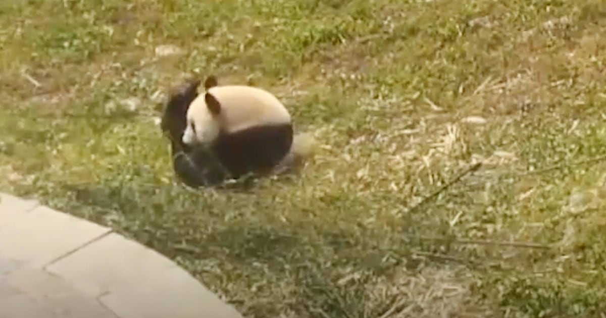 No one loves rolling more than this panda