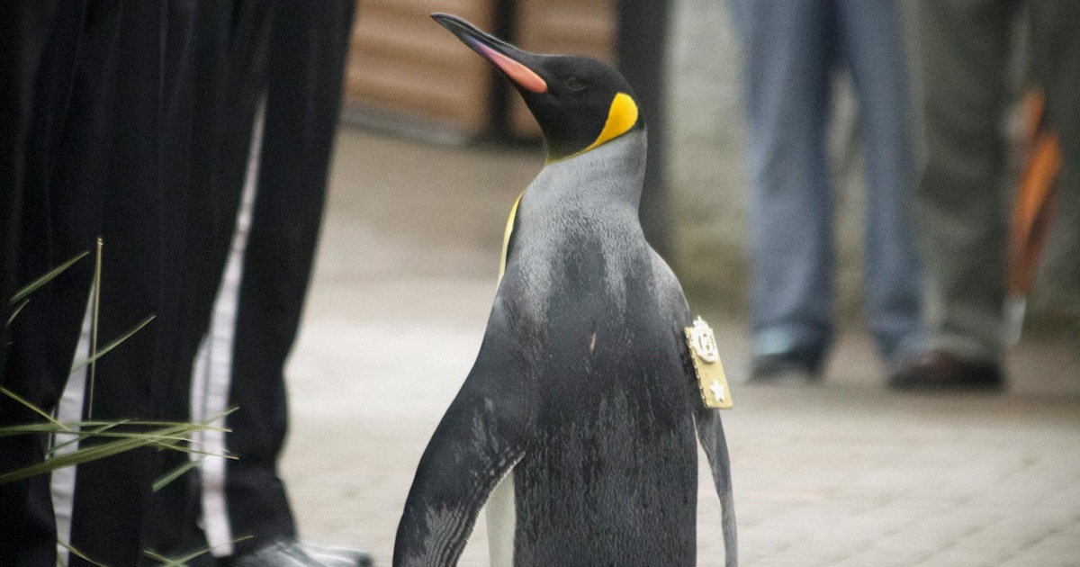 This penguin was promoted to Brigadier Sir in Royal Norwegian Guard
