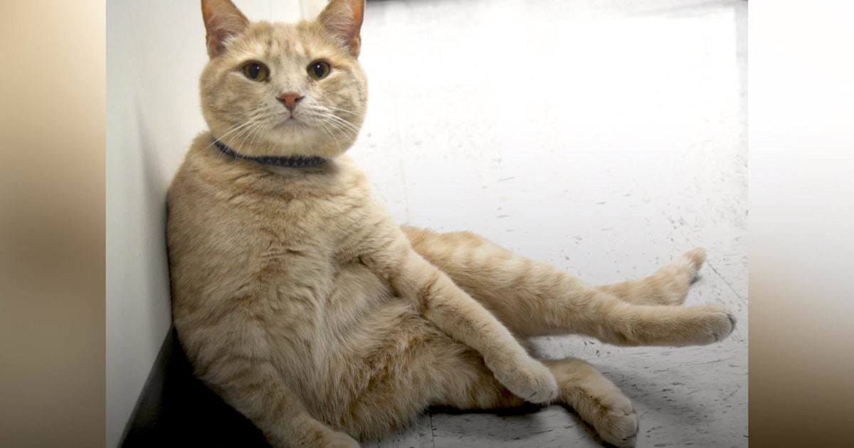 Tom the cat comforts ailing veterans at Virginia hospital