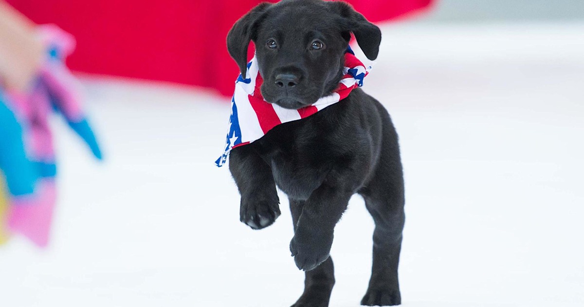 Meet the new TODAY Puppy!