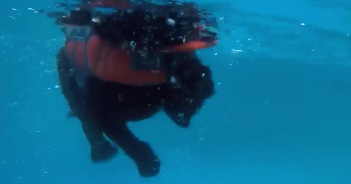 Charlie completes second week with TODAY – and he’s learning to swim!